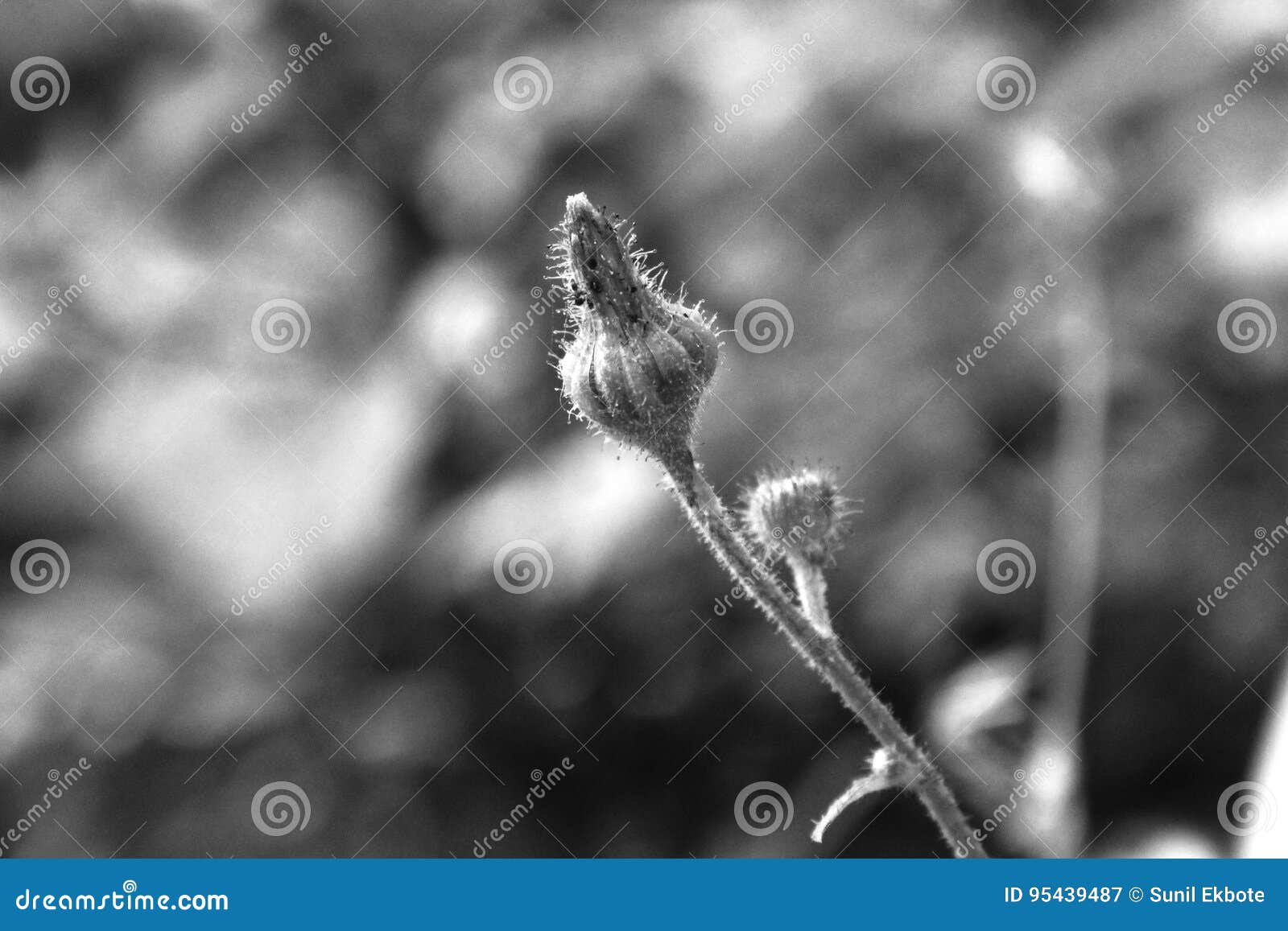Flower bud stock image. Image of arts, house, grey, tree - 95439487