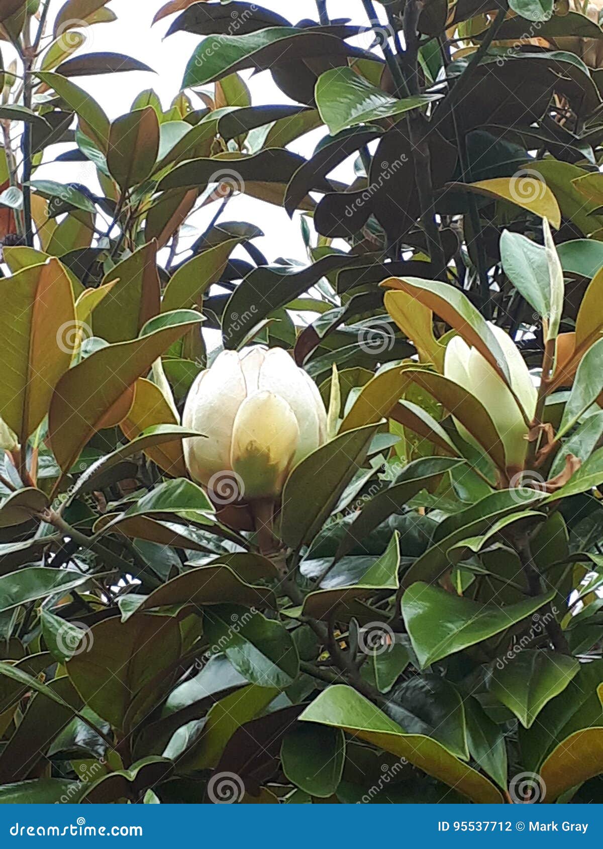 Flower Bud stock photo. Image of floral, large, botany - 95537712