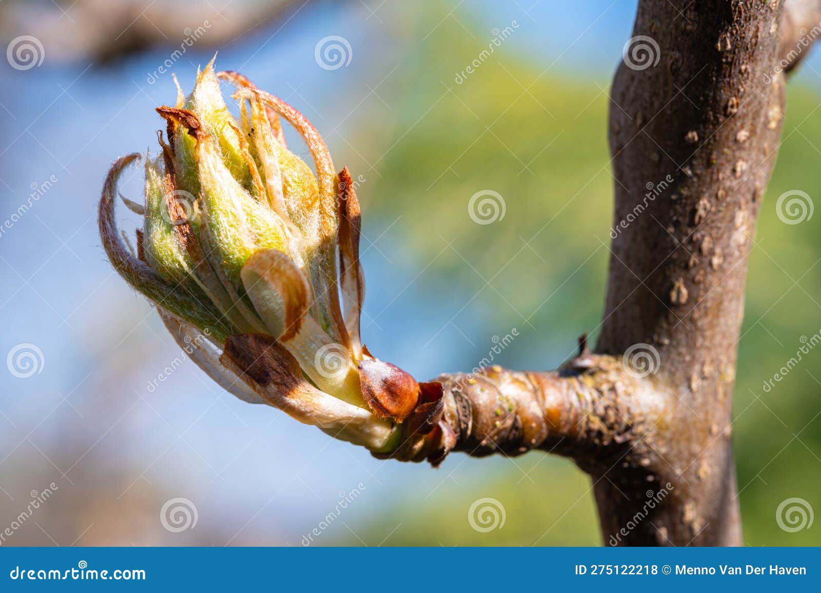 Detailed Image of a Bud on a Pear Tree Stock Photo - Image of pear ...