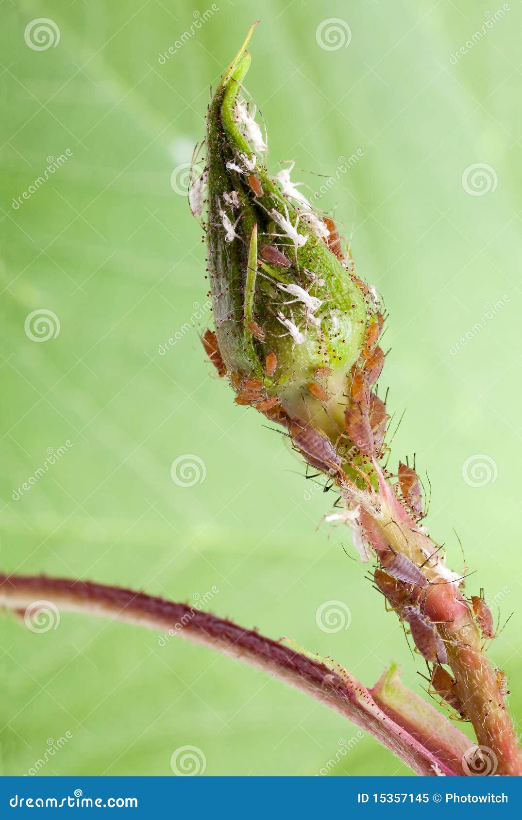 Plant Lice Stock Images - Download 1,253 Royalty Free Photos