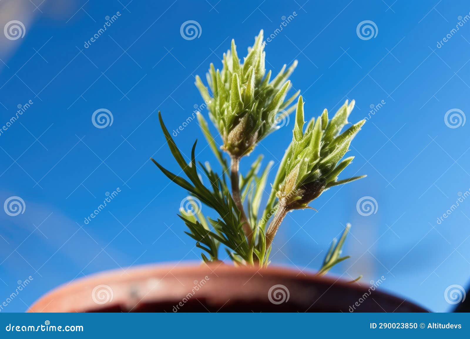 Flower Bud in a Pot Growing and Budding Against a Blue Sky Background ...