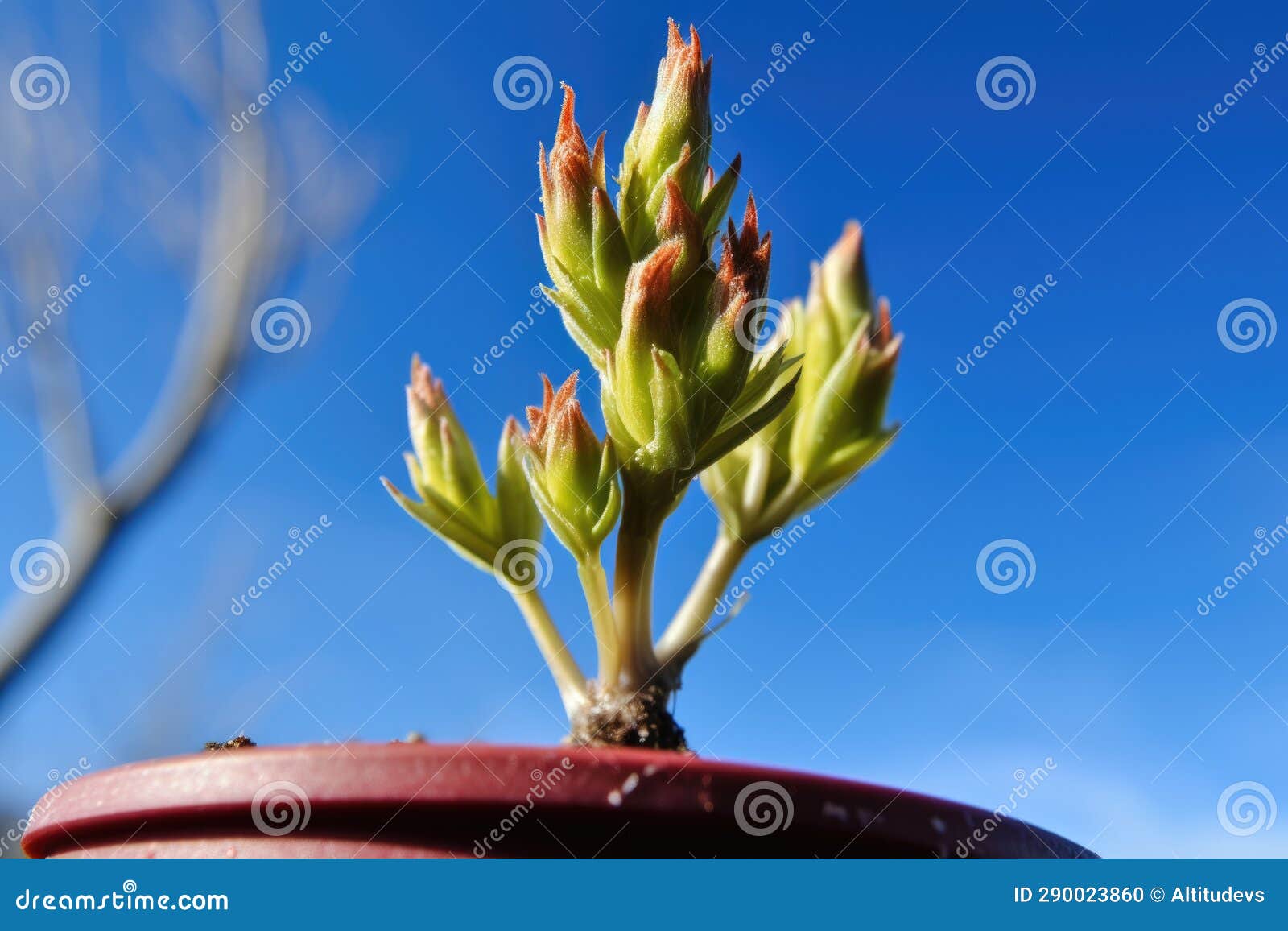 Flower Bud in a Pot Growing and Budding Against a Blue Sky Background ...