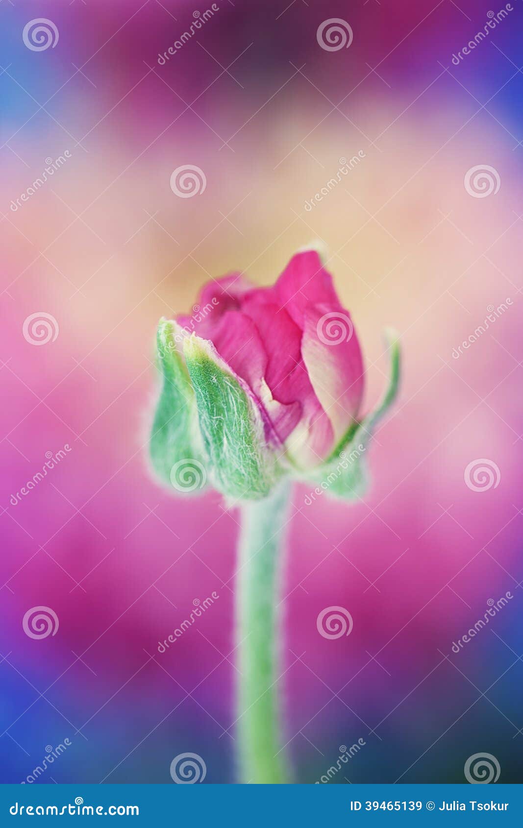Flower bud stock image. Image of beauty, blossom, flower - 39465139