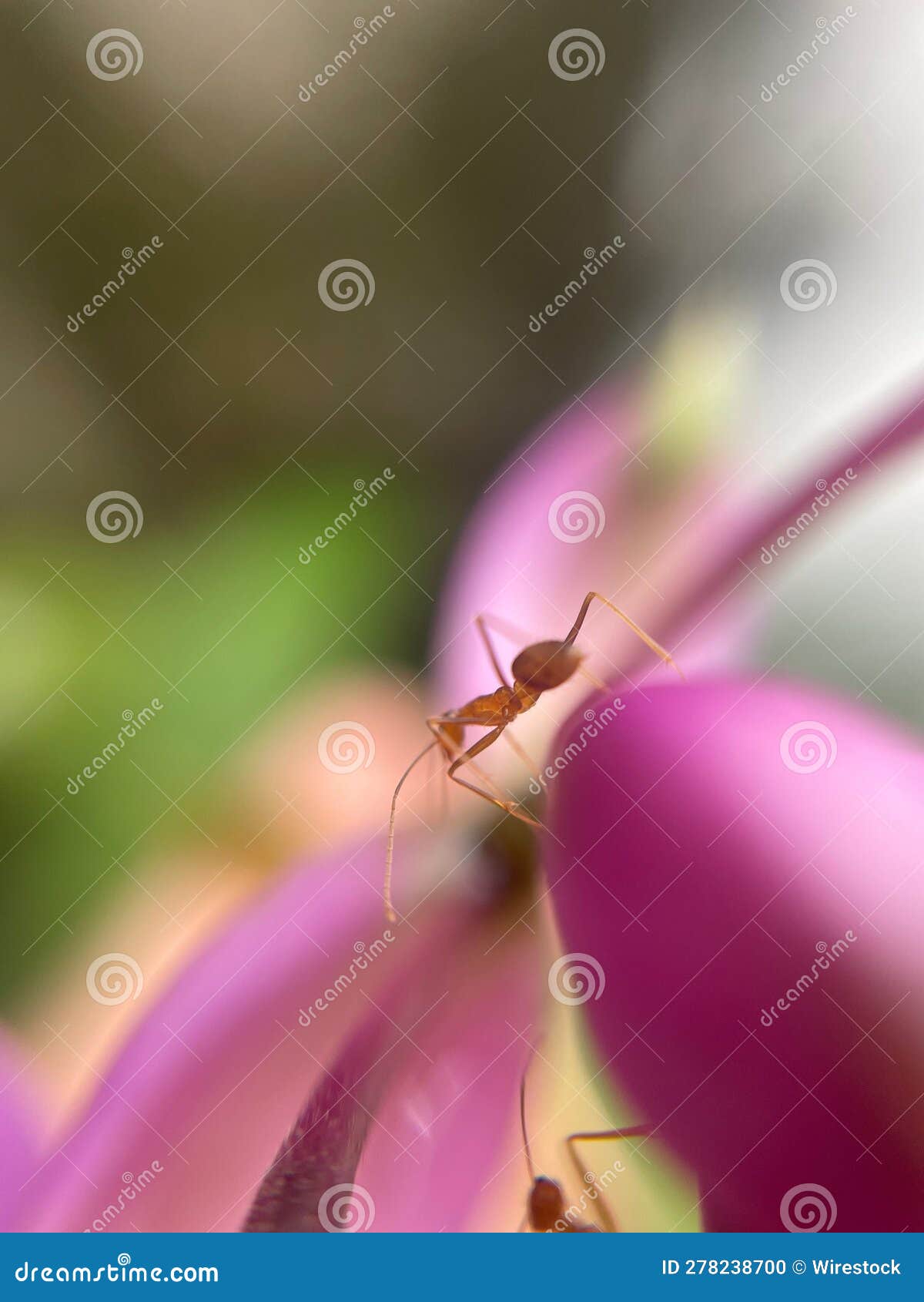Flower Bud with Small Black Ants Crawling Over it Stock Photo - Image ...
