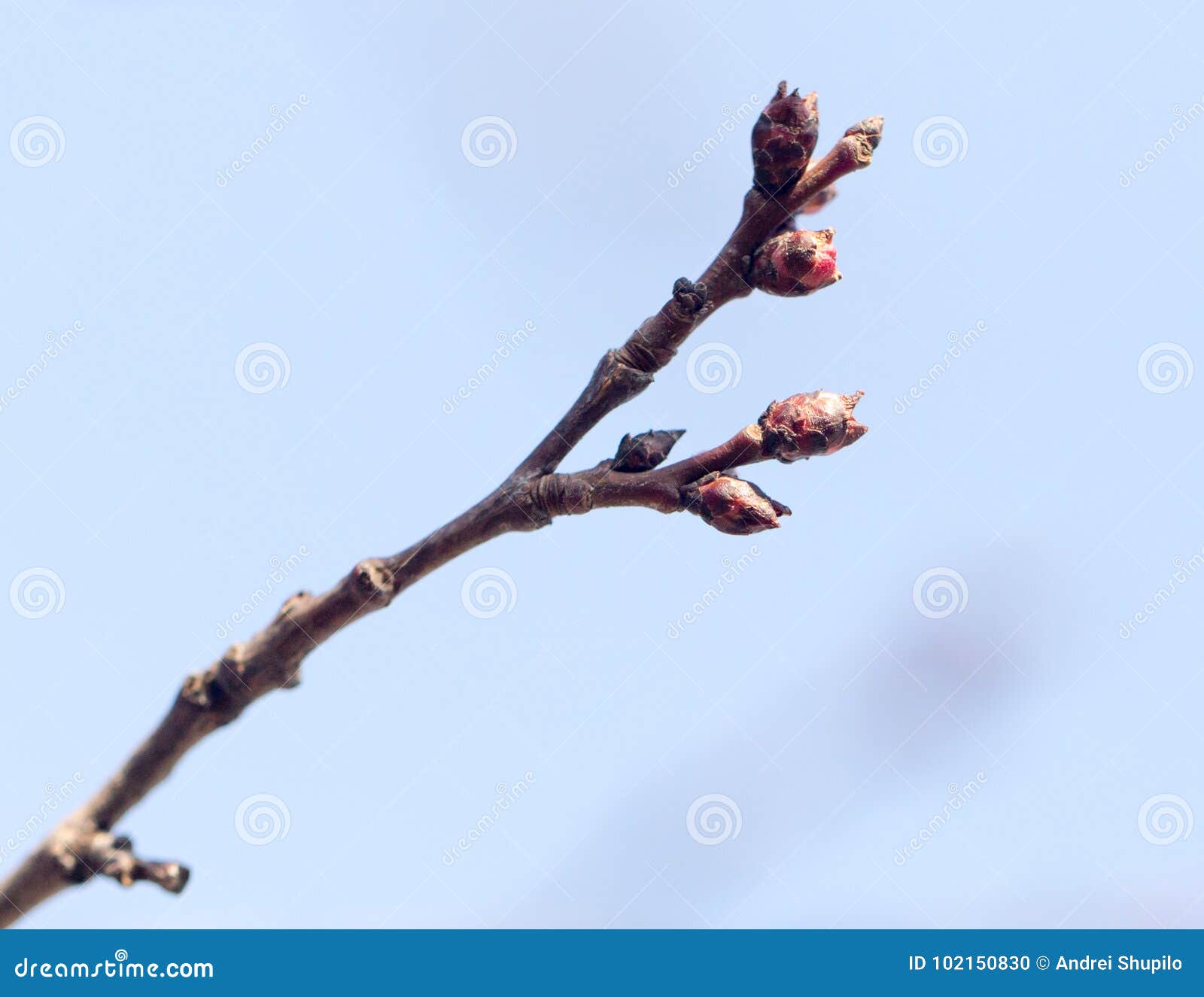 Flower bud on a tree stock photo. Image of closeup, garden - 102150830