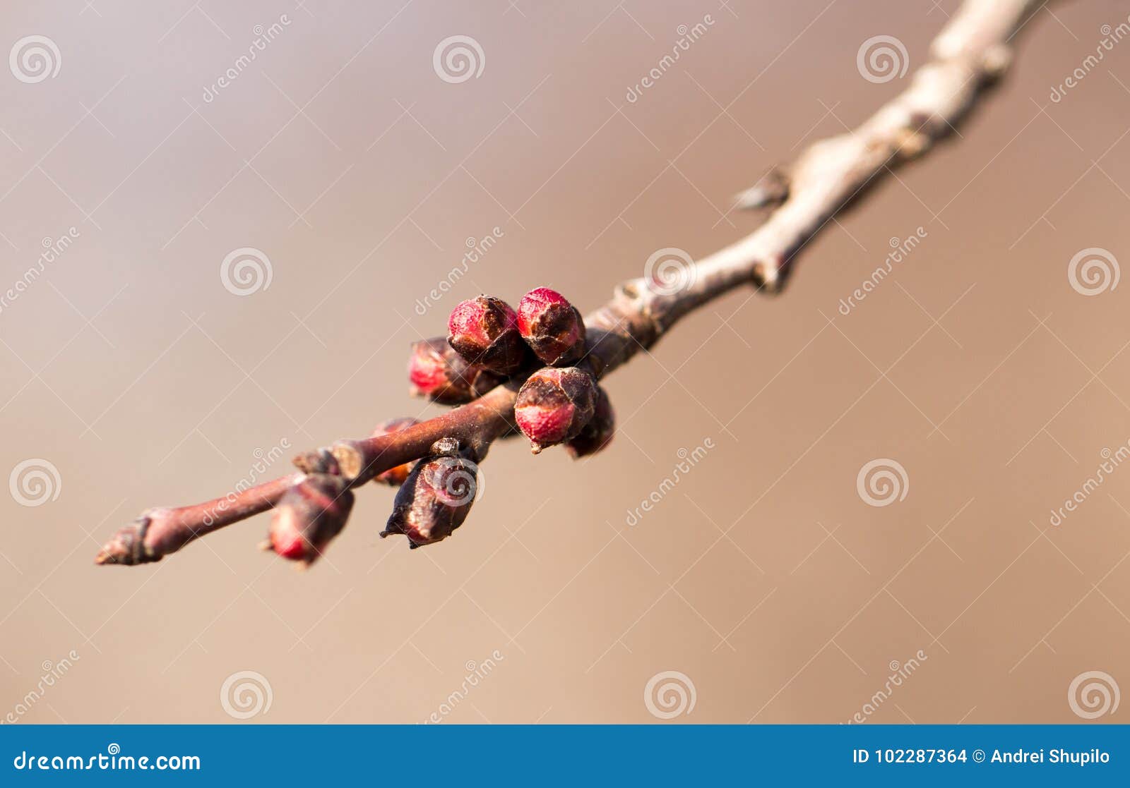 Flower bud on a tree stock photo. Image of growth, spring - 102287364