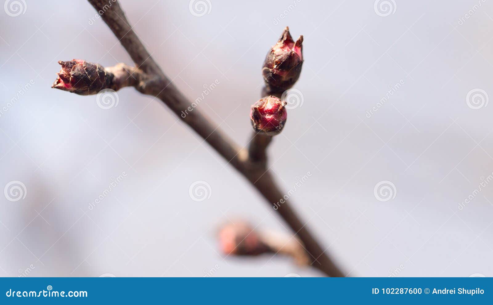 Flower bud on a tree stock photo. Image of nature, botany - 102287600