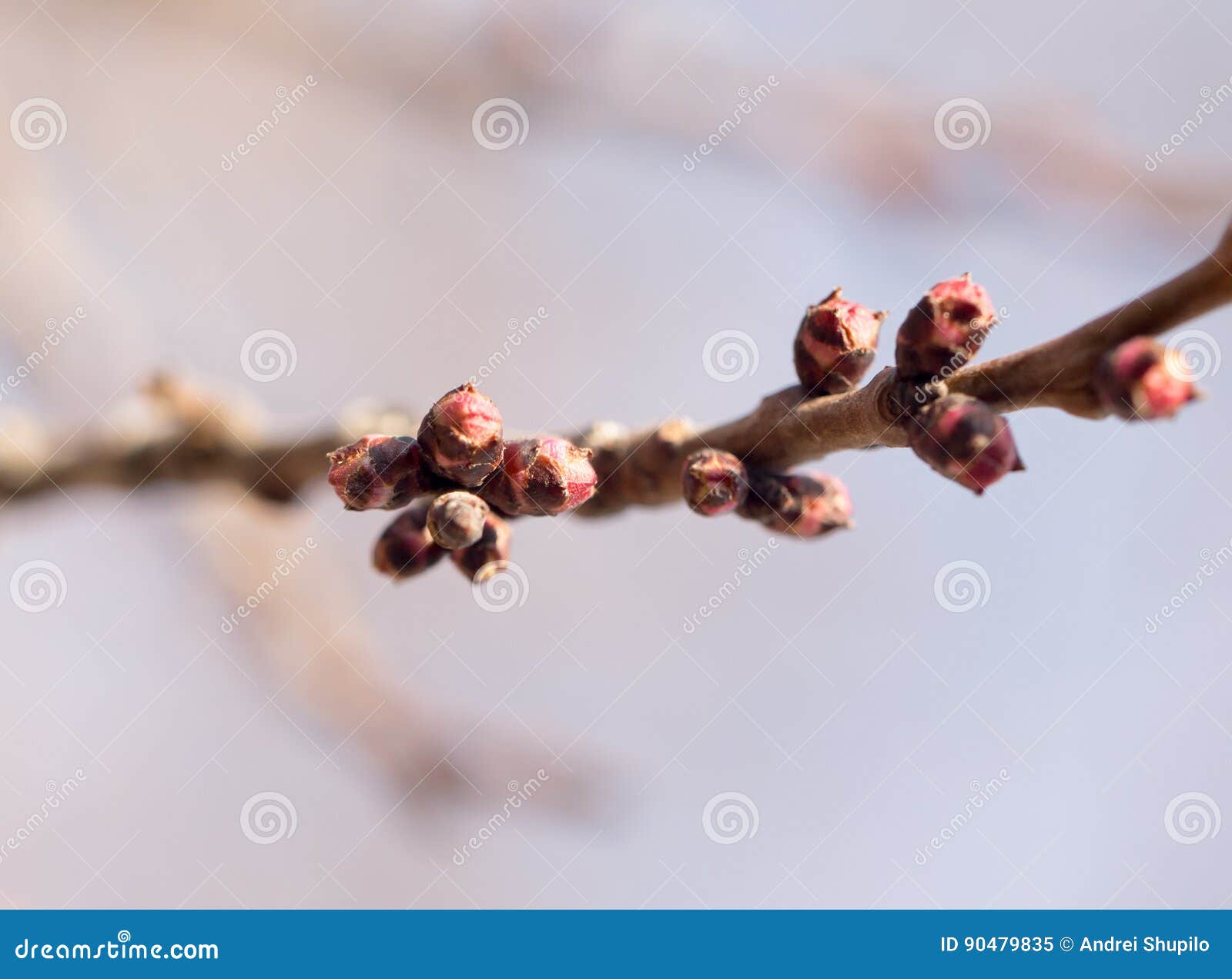 Flower bud on a tree stock image. Image of nature, growth - 90479835