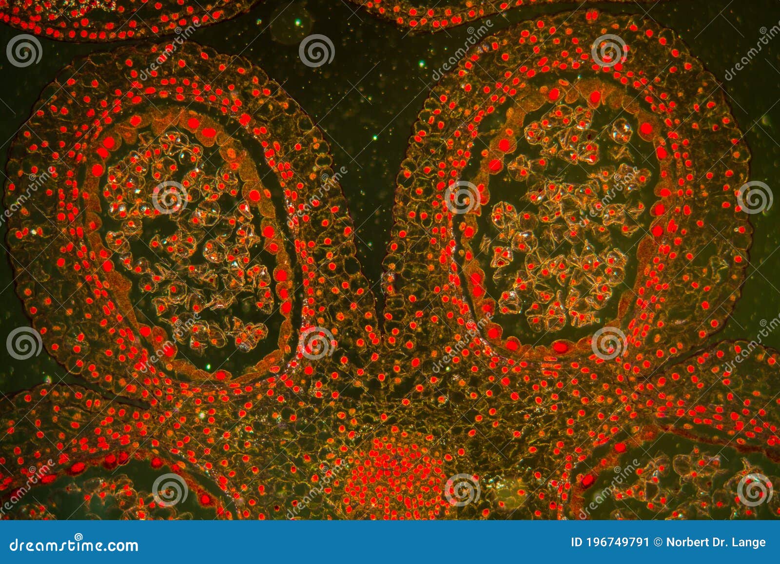 Flower bud of the tulip stock image. Image of flower - 196749791