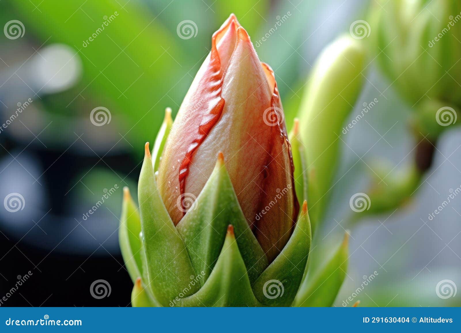 Flower Bud Unfolding into a Bloom Stock Photo - Image of beauty, petals ...