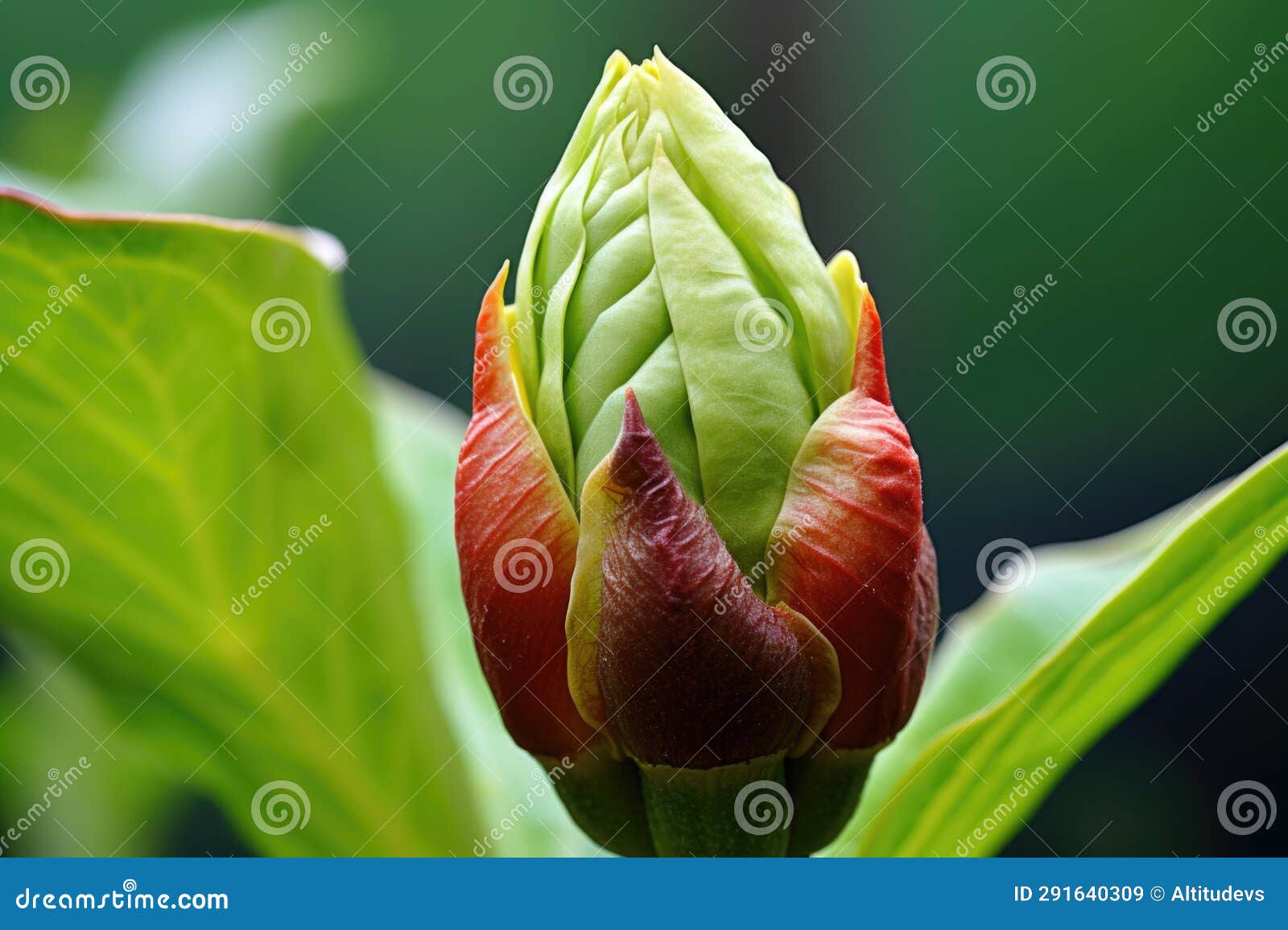 Flower Bud Unfolding into a Bloom Stock Image - Image of plant, beauty ...