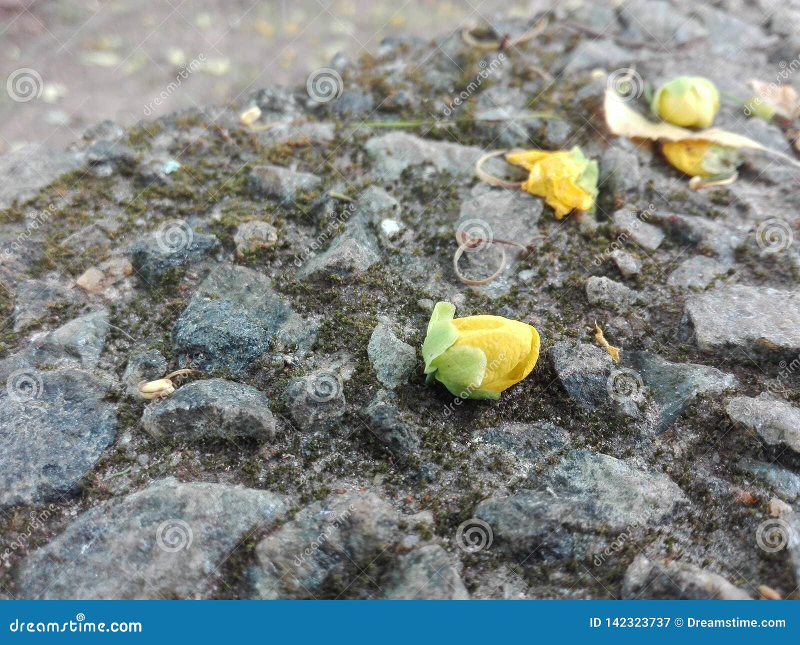 Flower bud stock image. Image of bund, stone, flower - 142323737