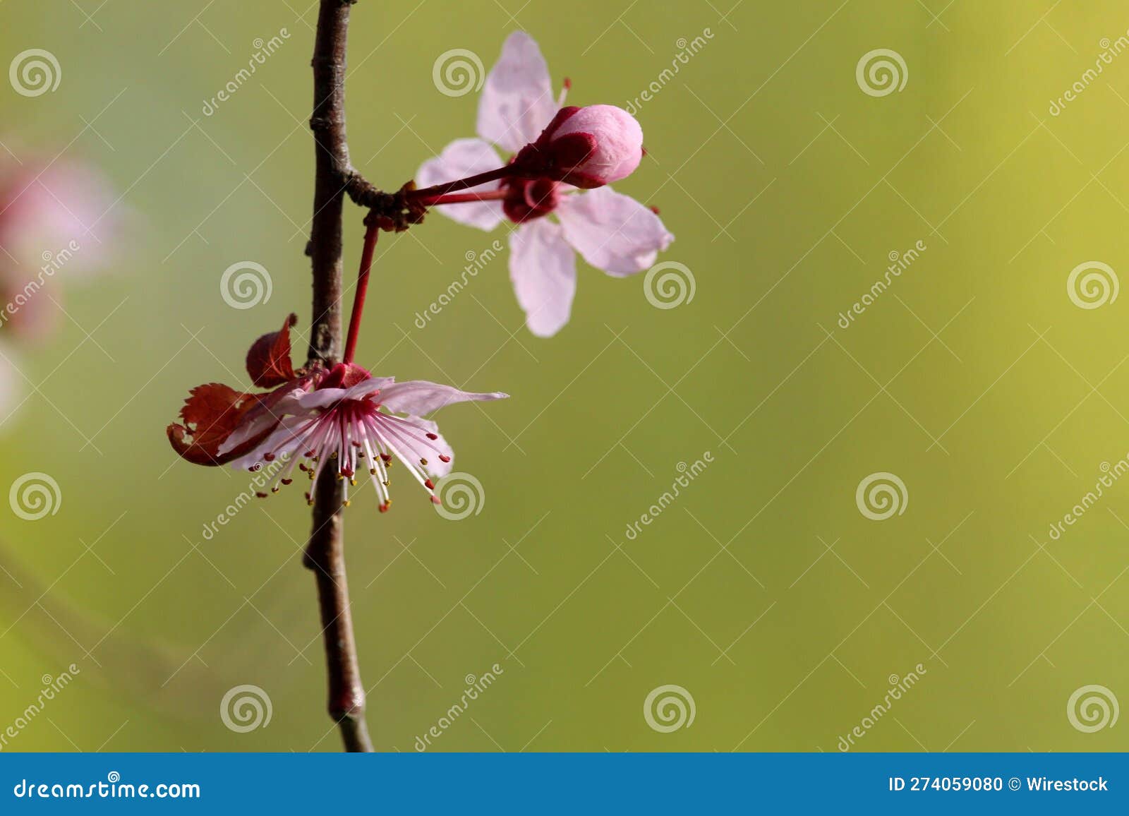A Flower Budding Off the Side of a Tree Branch Stock Photo - Image of ...
