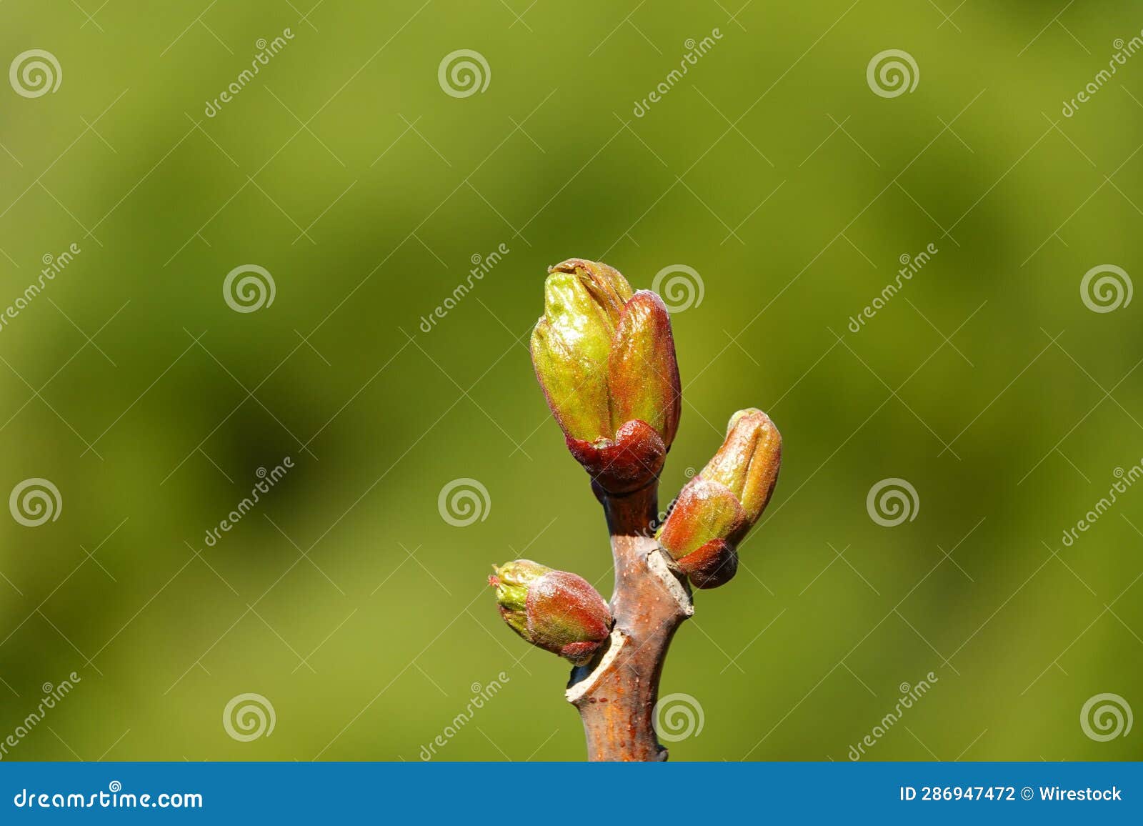A Flower Budding on the Tip of a Twig Tree Stock Photo - Image of fresh ...