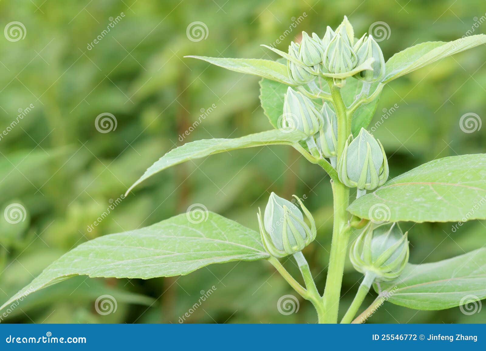 Flower buds stock photo. Image of macro, buds, green - 25546772
