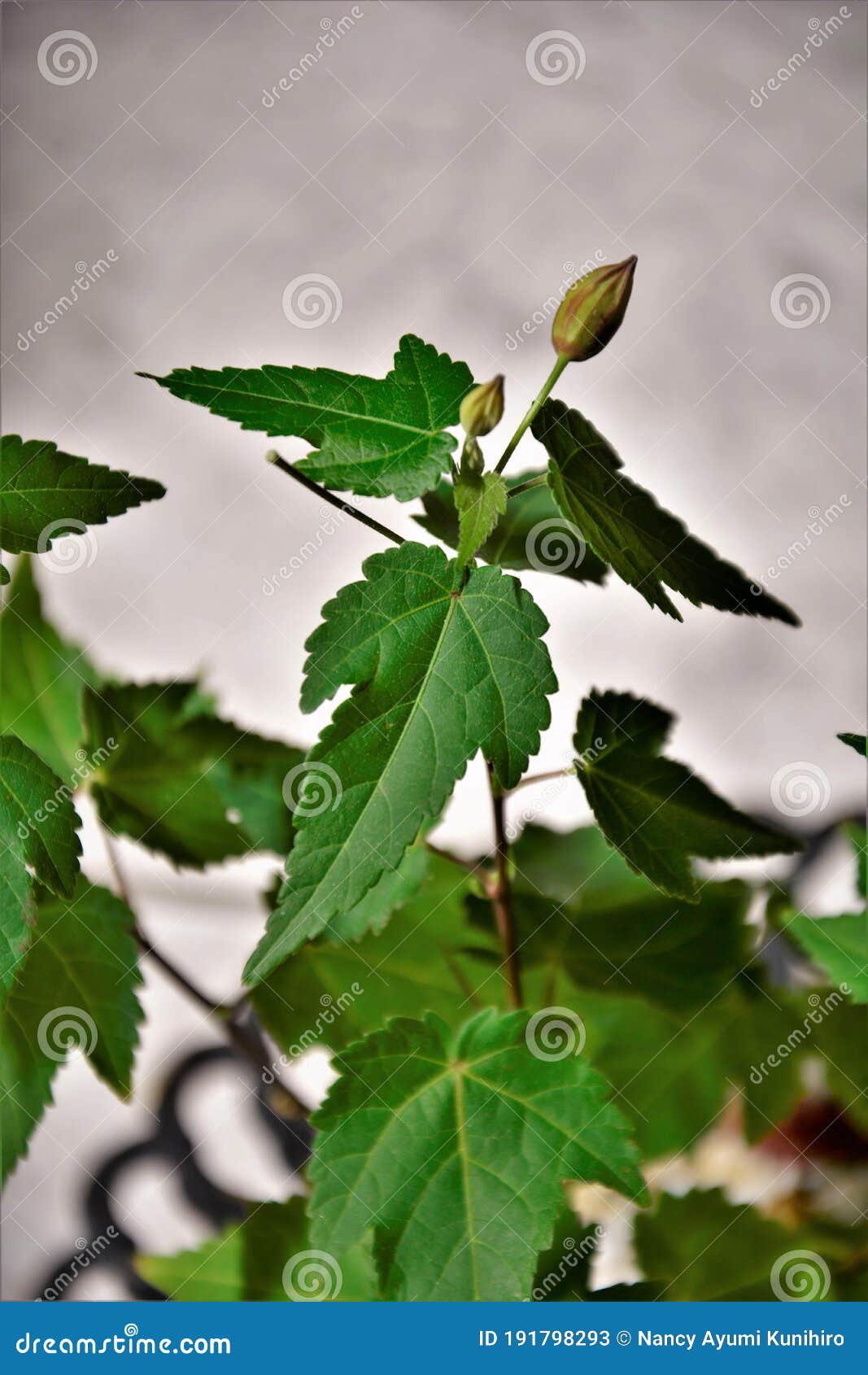 Flower Buds of Abutilon Striatum Stock Image - Image of kalanchoe ...