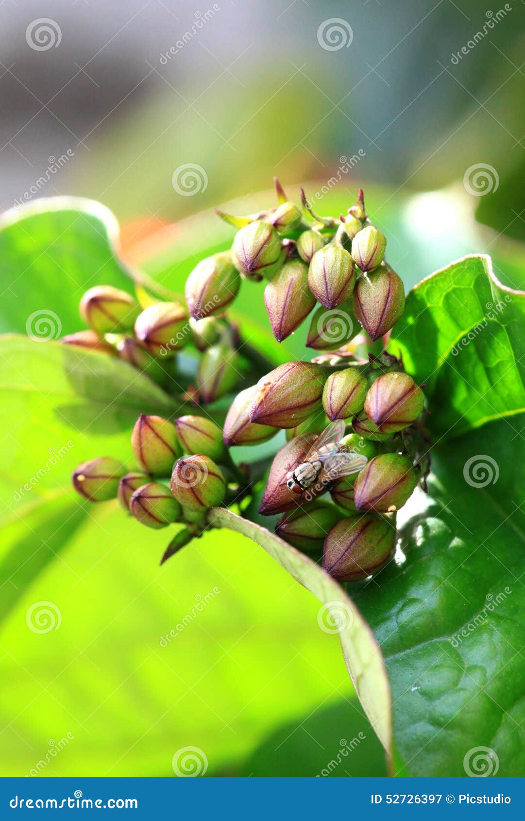 Flower buds stock image. Image of detail, garden, pods - 52726397
