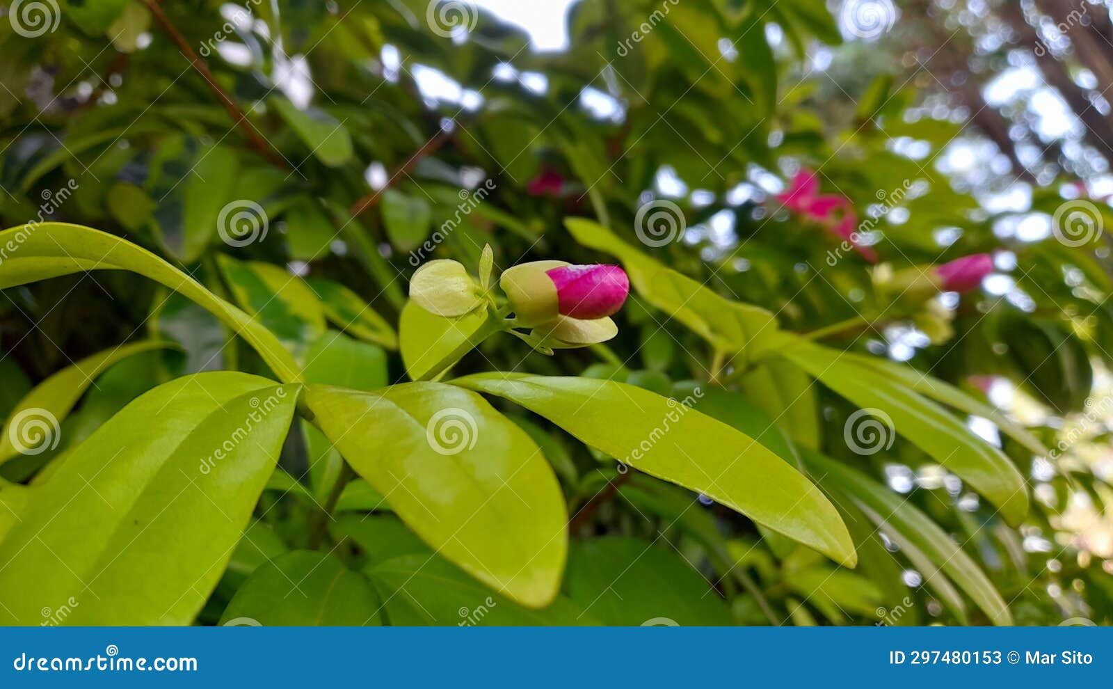The Flower Buds that are almost Blooming in Spring are so Beautiful ...