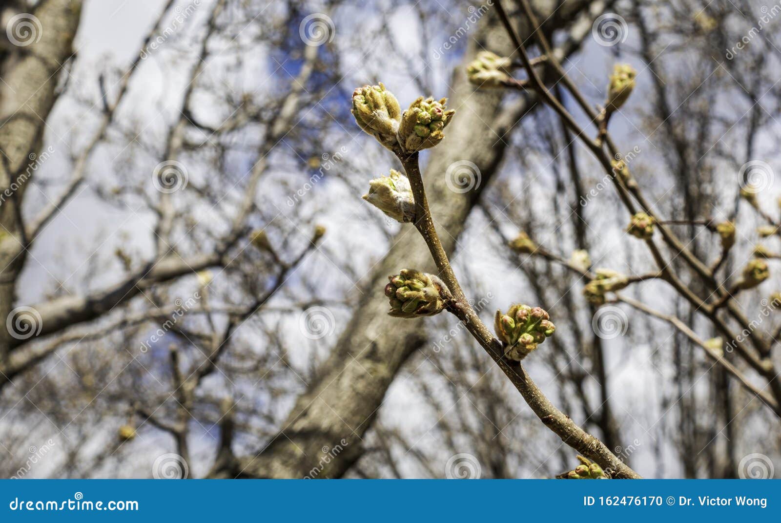 Flower Buds Developing on Tree Branches Stock Photo - Image of nature ...