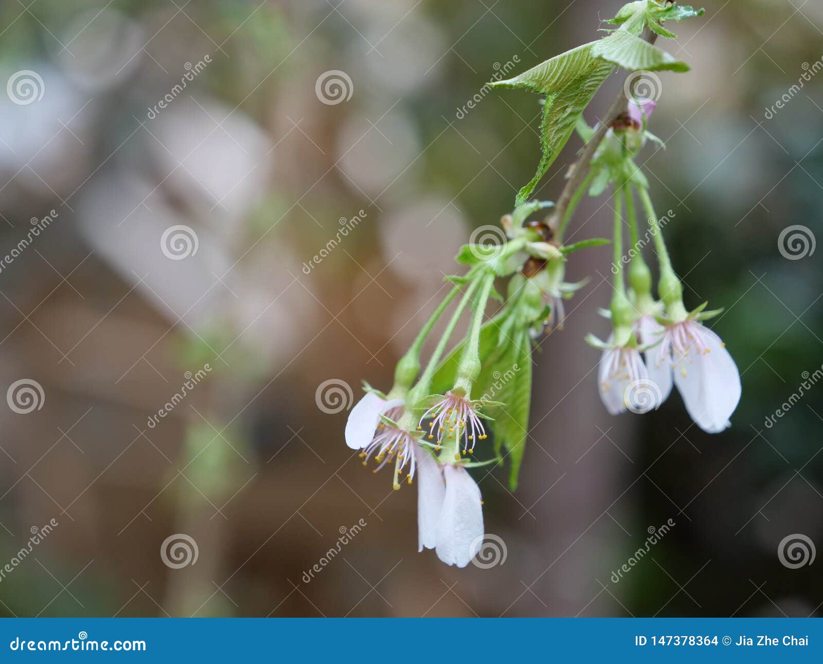 Flower Buds Hanging from a Tree Stock Photo - Image of buds, garden ...