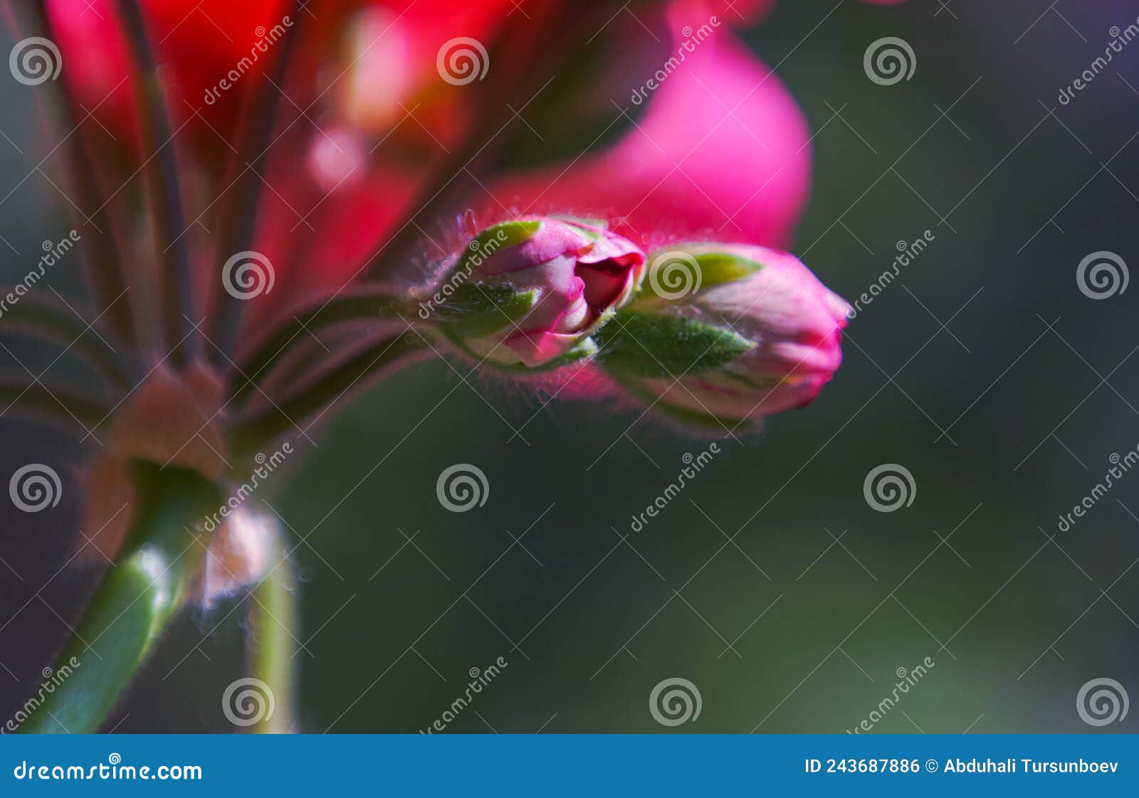 Flower Buds that Have Begun To Open Stock Photo - Image of head, spring ...