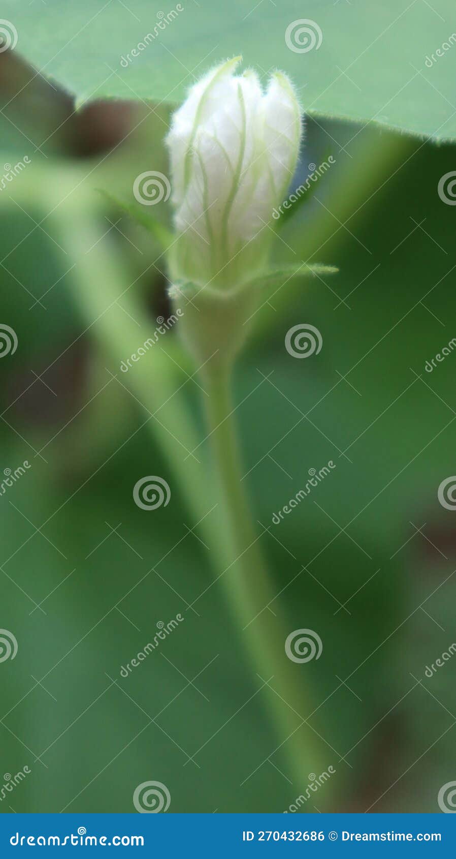 Flower Buds that Have Not yet Bloomed Look Attractive Stock Photo ...