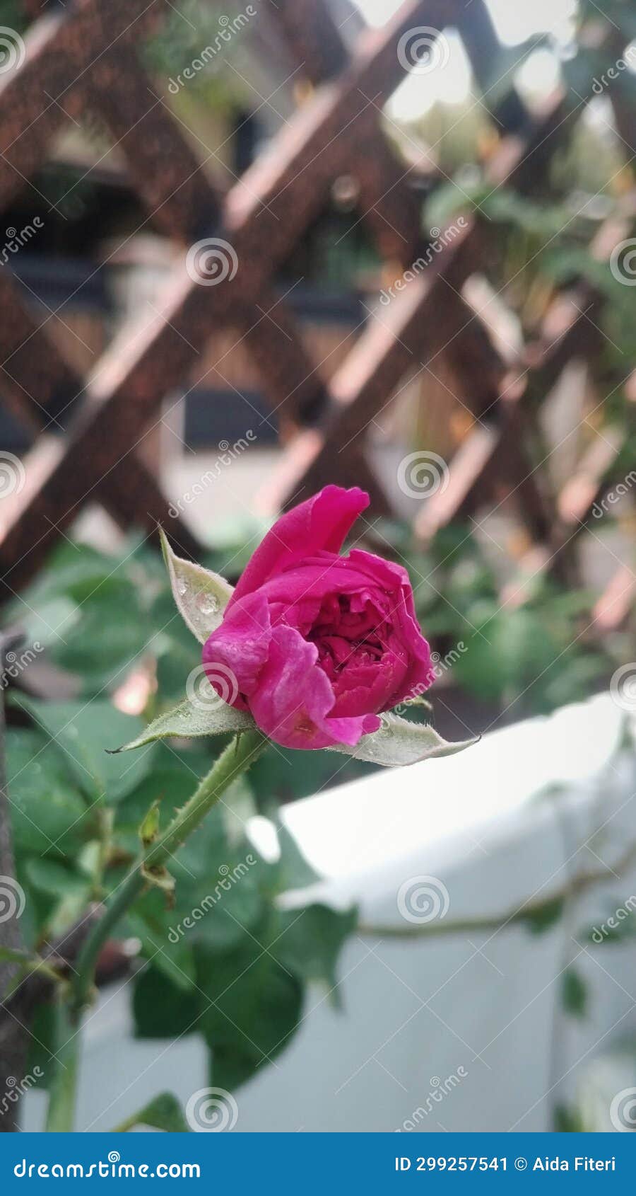 Flower Buds that Have Not yet Bloomed. Pink Roses in Bud Stock Image ...