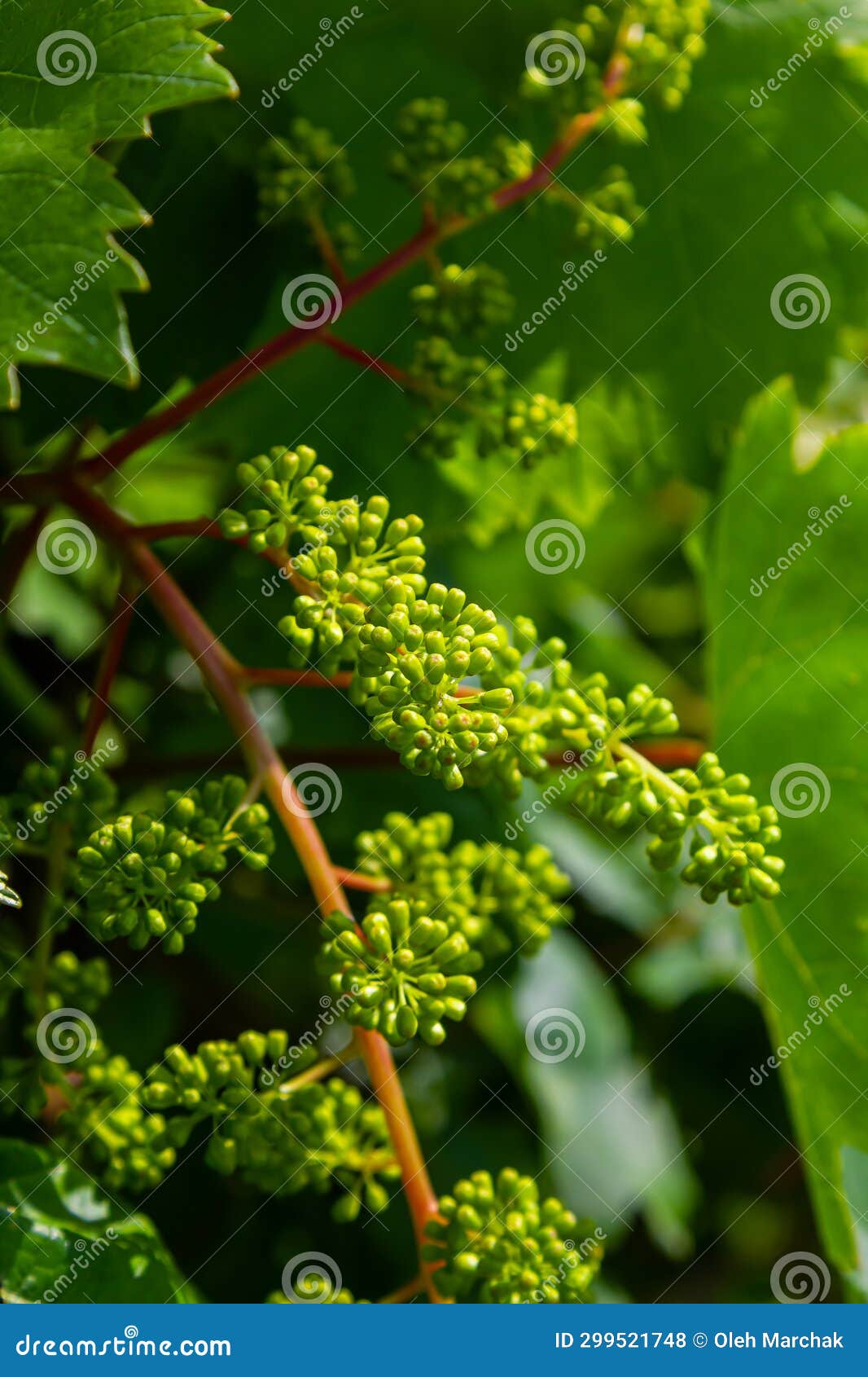 Flower Buds and Leaves of Shoots Grapevine Spring, Agriculture Nature ...