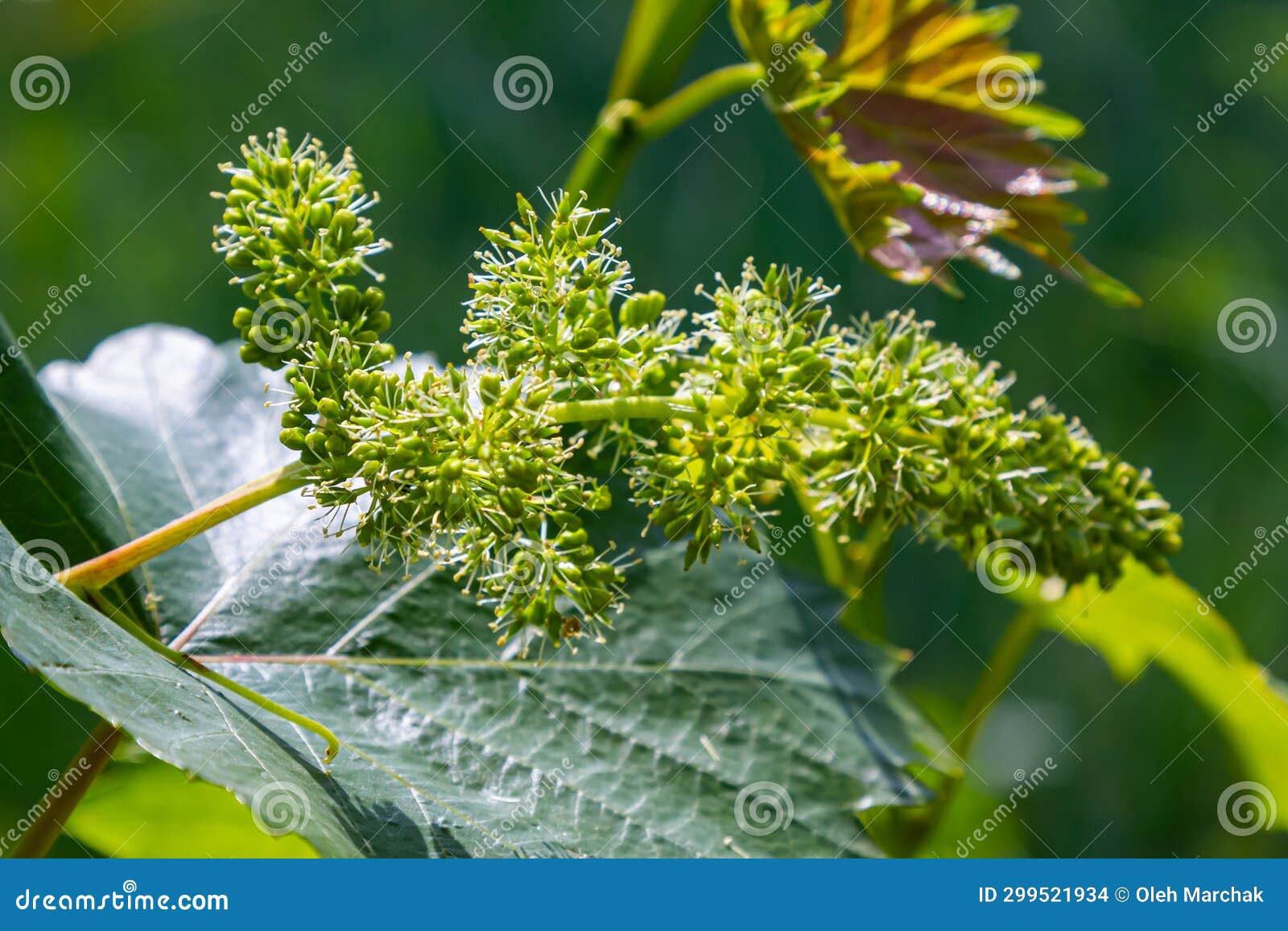 Flower Buds and Leaves of Shoots Grapevine Spring, Agriculture Nature ...