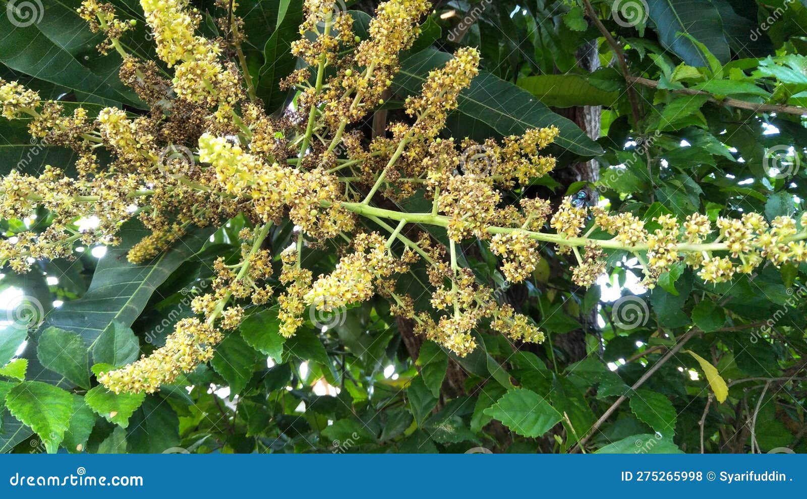 Manggo flower buds 3 stock photo. Image of deciduous - 275265998