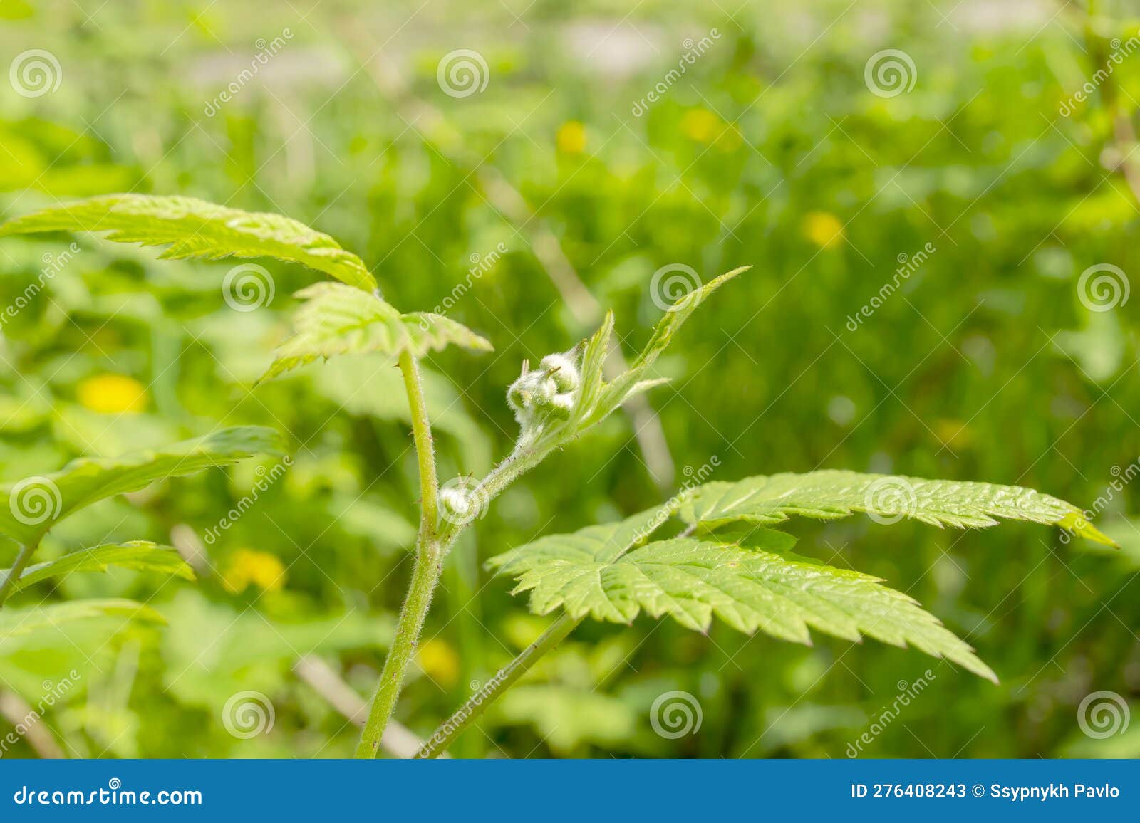 Flower Buds on Raspberries. the First Buds Appeared on the Raspberry ...