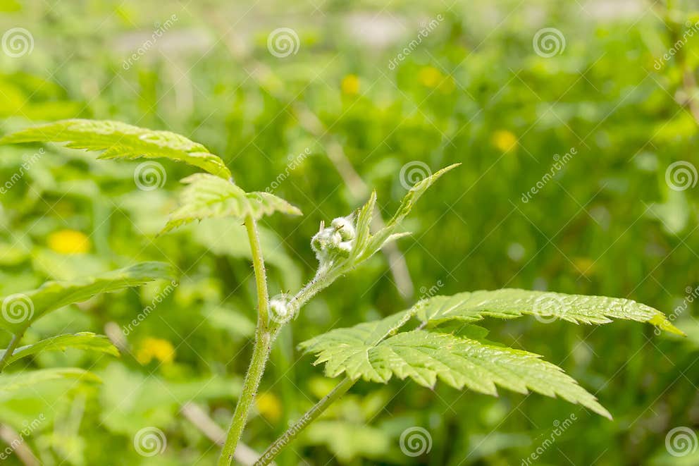 Flower Buds on Raspberries. the First Buds Appeared on the Raspberry ...
