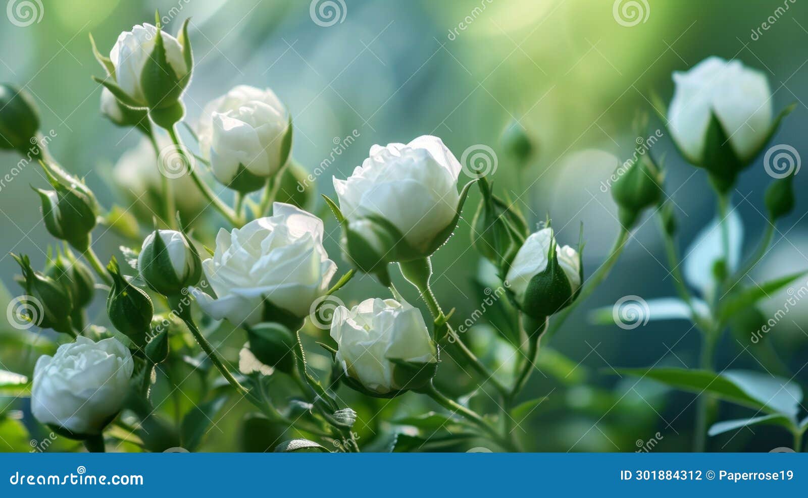 Flower Buds Resembling White Roses Stock Illustration - Illustration of ...