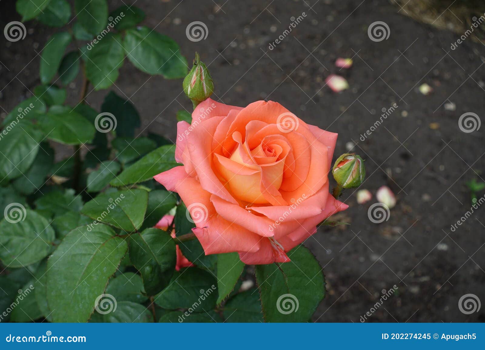 1 Flower and 2 Buds of Salmon Pink Rose Stock Image - Image of garden ...