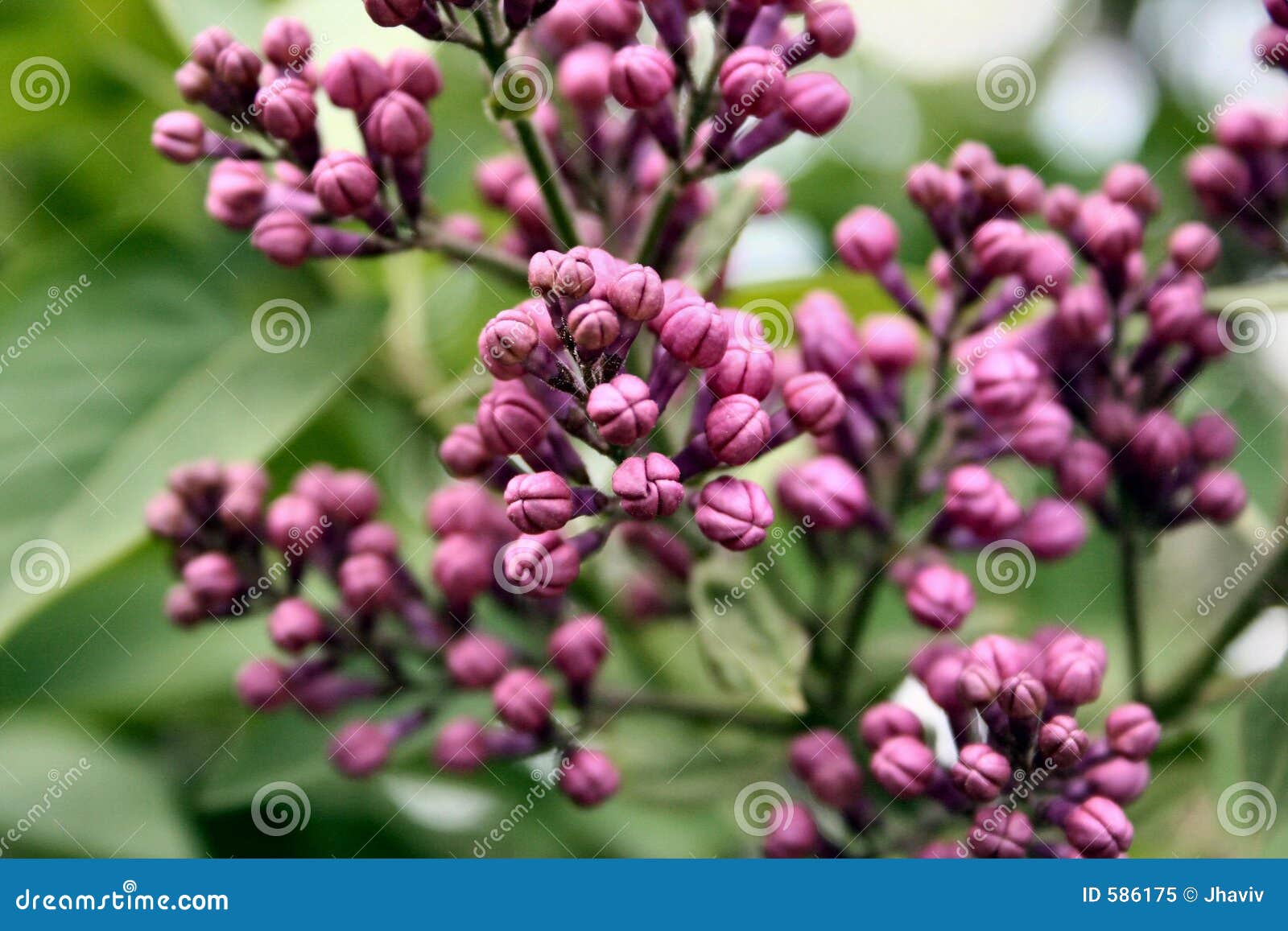 Flower buds in spring stock image. Image of blooming, travel - 586175