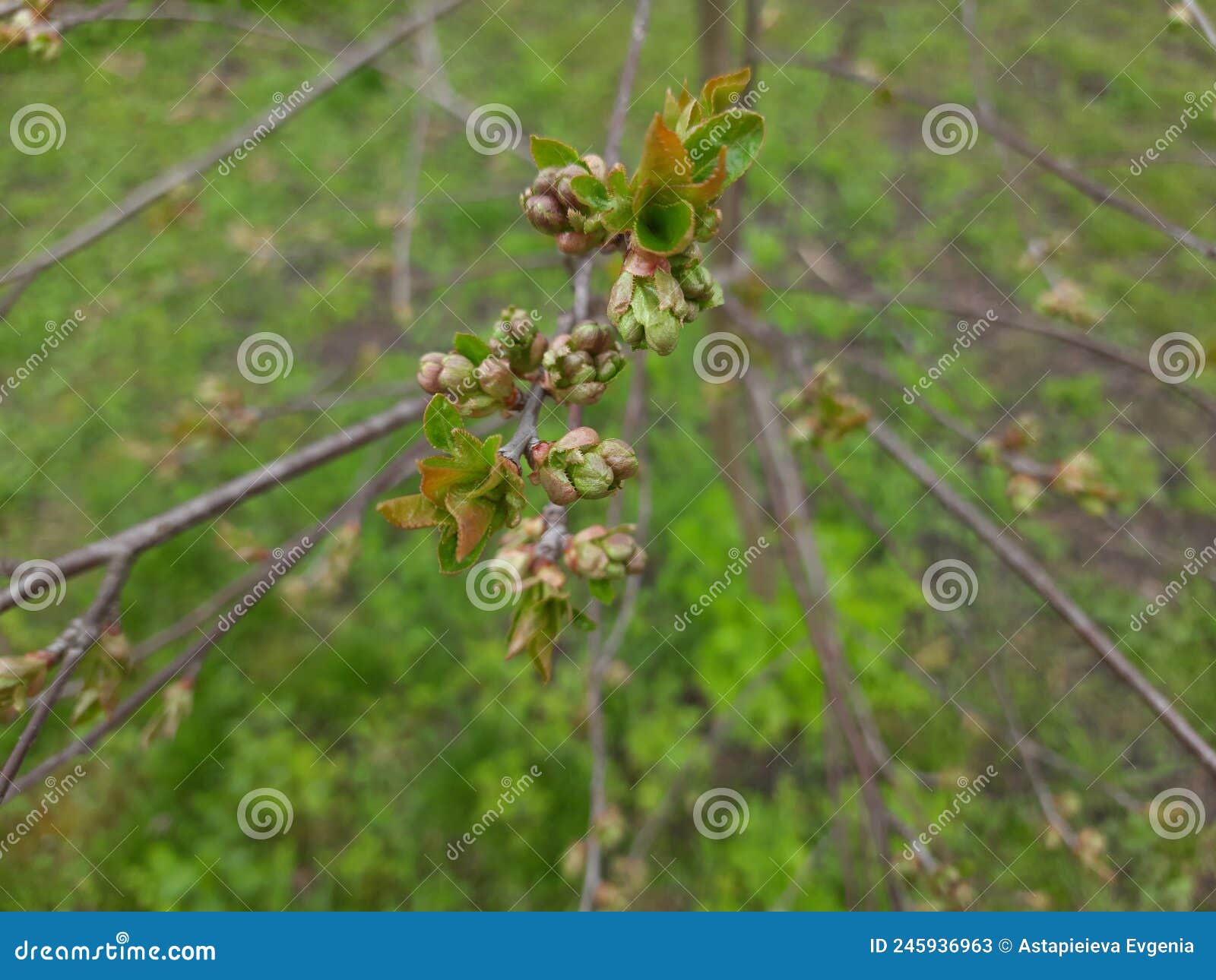Blooming leaves buds stock image. Image of tree, flower - 245936963