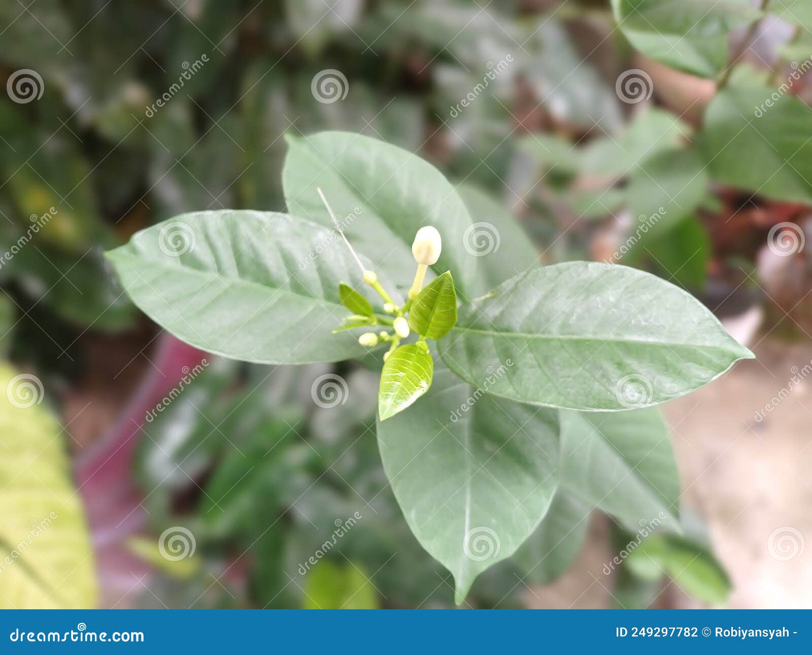 Flower Buds are Still Small Stock Photo - Image of garden, herb: 249297782