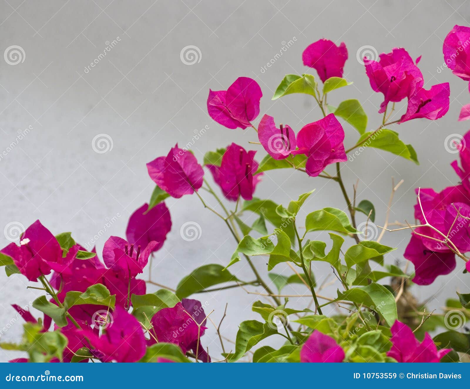 Flower Buganvilla Bougainvillea Stock Image - Image of cluster, bush ...