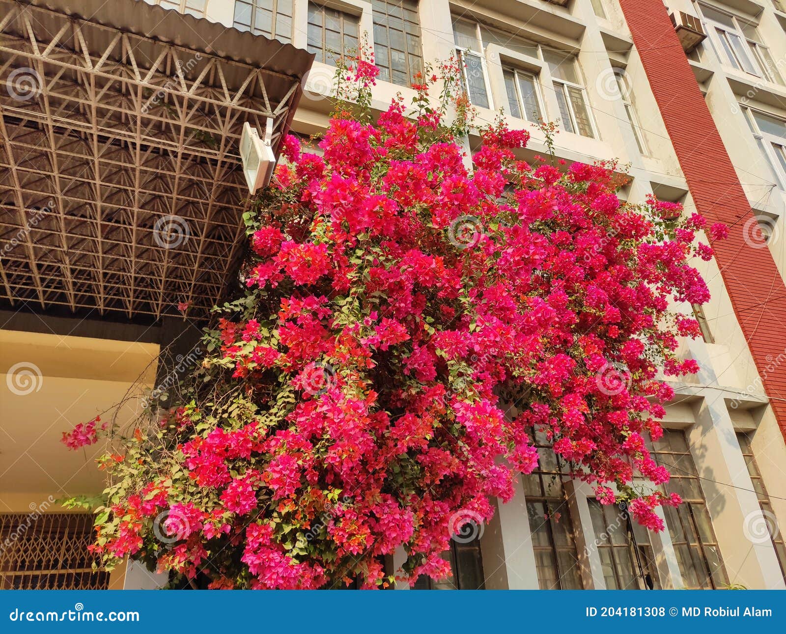 Flower and building stock photo. Image of branch, tree - 204181308