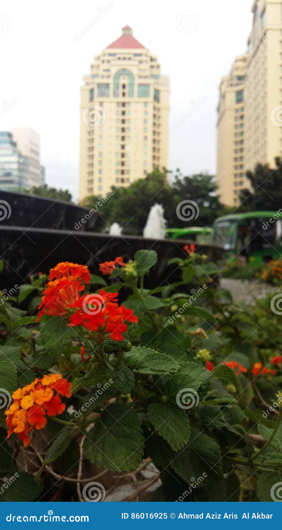Flower and building stock image. Image of spring, plant - 86016925