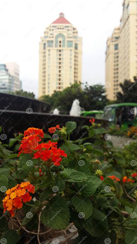 Flower and building stock image. Image of spring, plant - 86016925