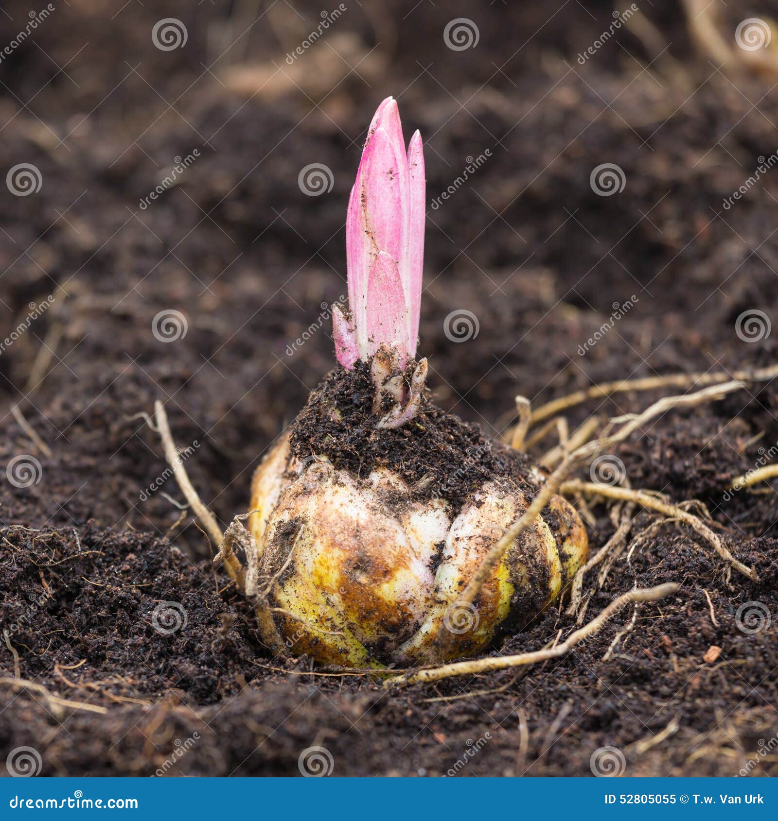 Flower Bulb. Bulbs Of The Flower. Seeds And Gardening. Stock Photo ...