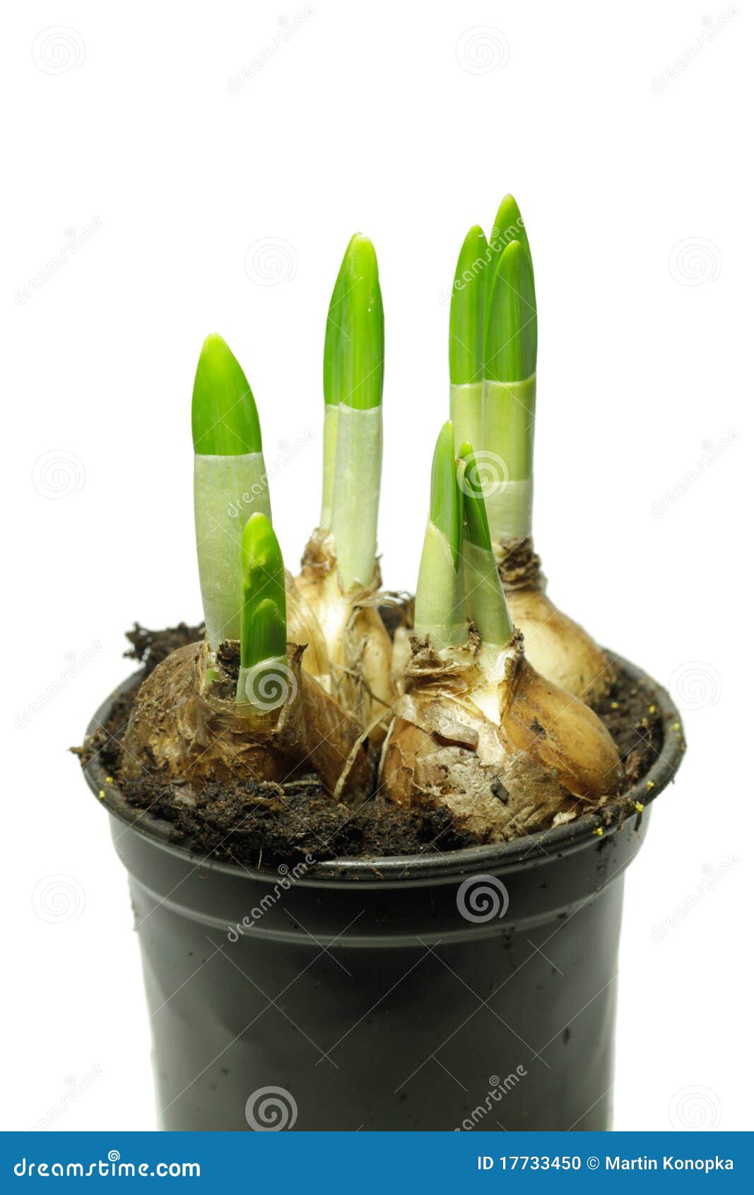 Flower Bulbs stock photo. Image of indoor, soil, plant - 17733450