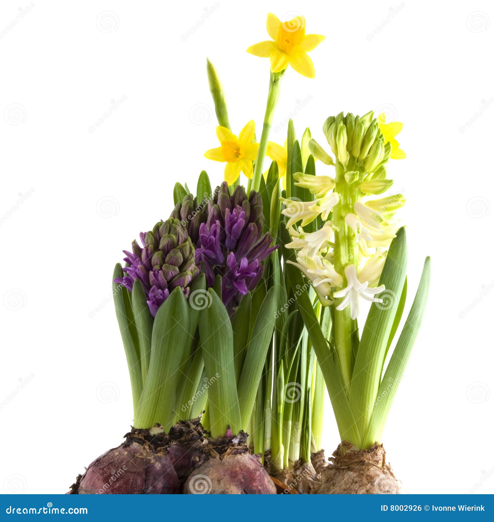 Flower bulbs stock photo. Image of purple, daffodils, nature - 8002926