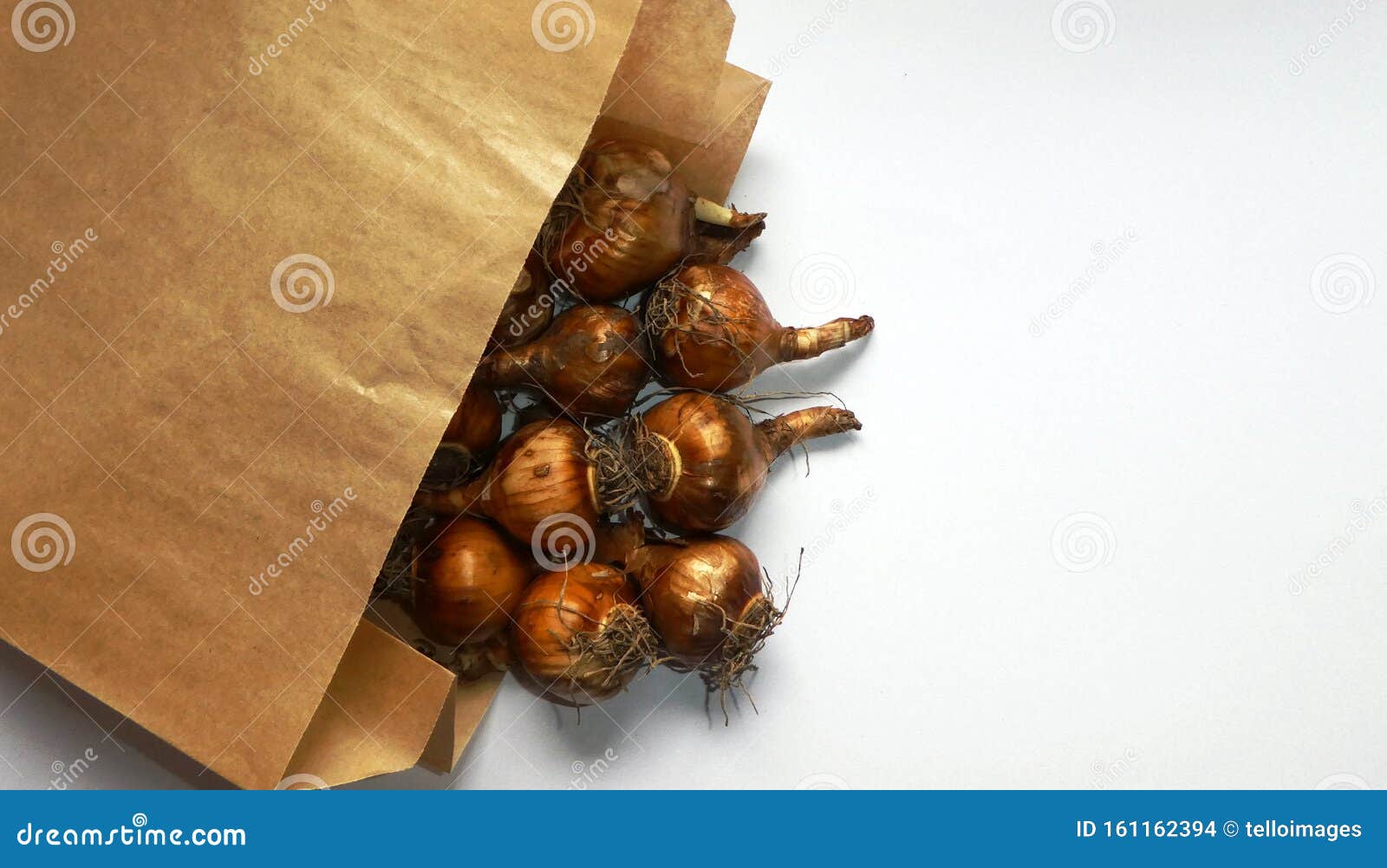 Flower Bulbs in Brown Paper Bag Stock Photo - Image of growing, garden ...