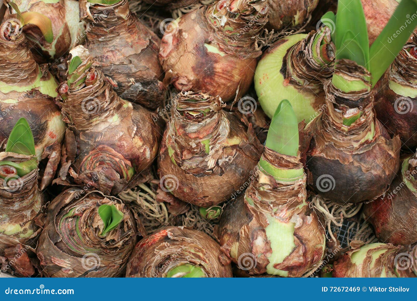 Flower bulbs stock image. Image of organic, market, flower - 72672469