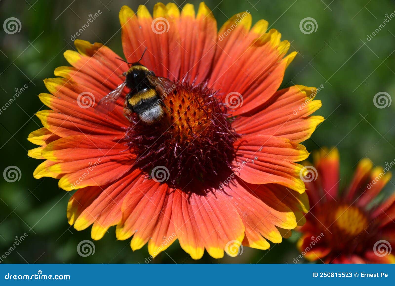 Flower with bumblebee stock image. Image of plant, bumblebee - 250815523