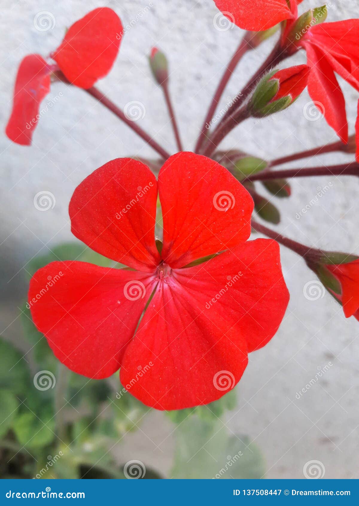 A flower stock image. Image of bunch, colurful, fresh - 137508447