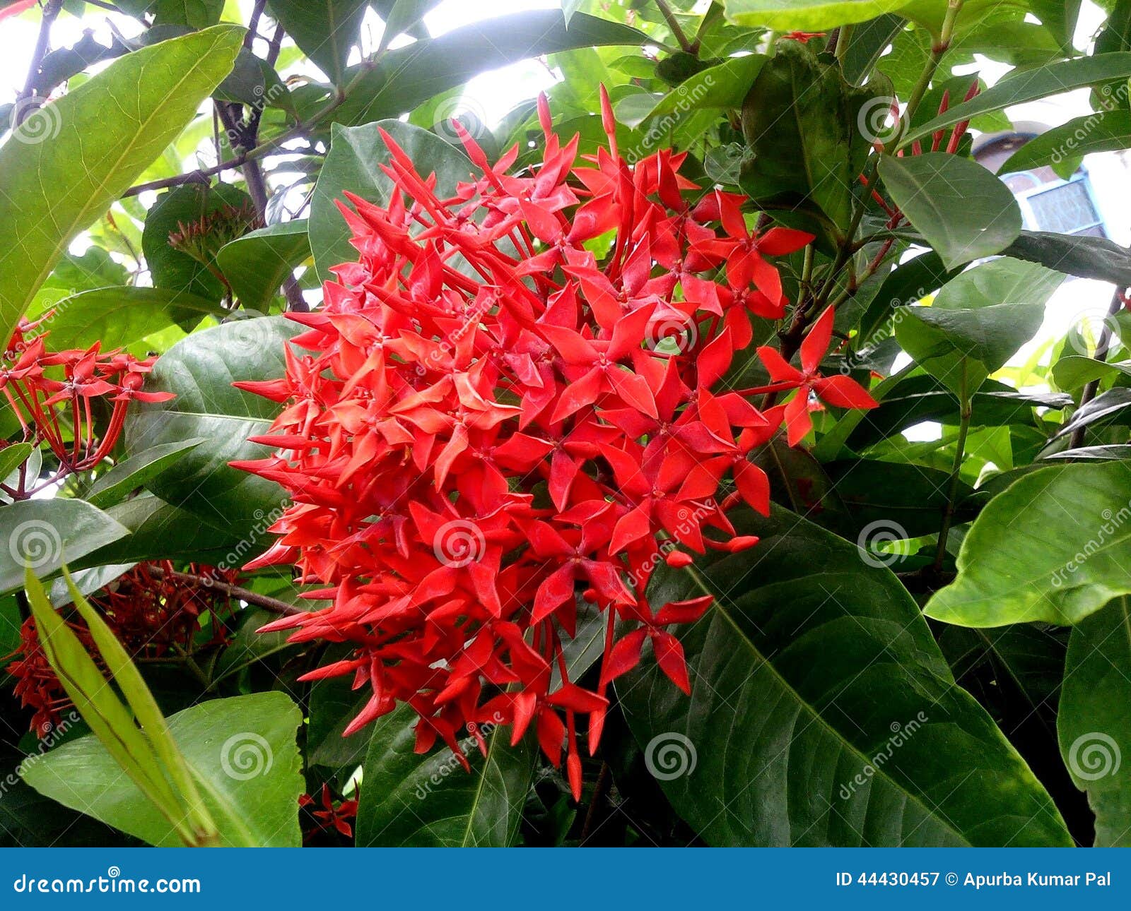 Flower bunch stock image. Image of vegetation, plant - 44430457