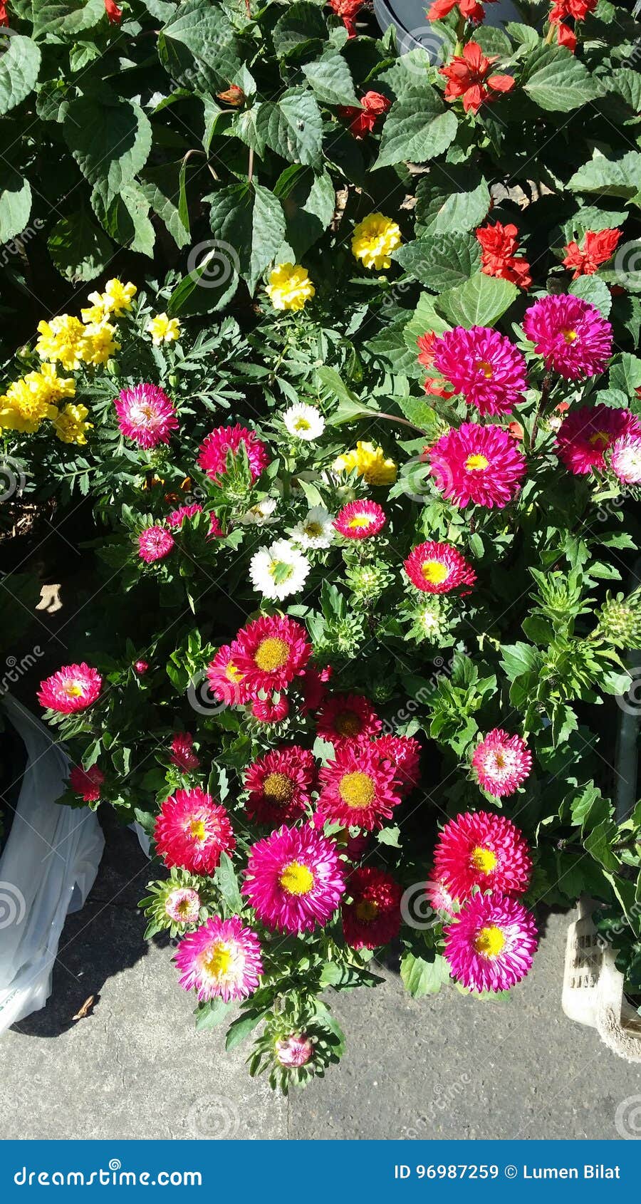 Flower bundle stock image. Image of environment, leaves - 96987259